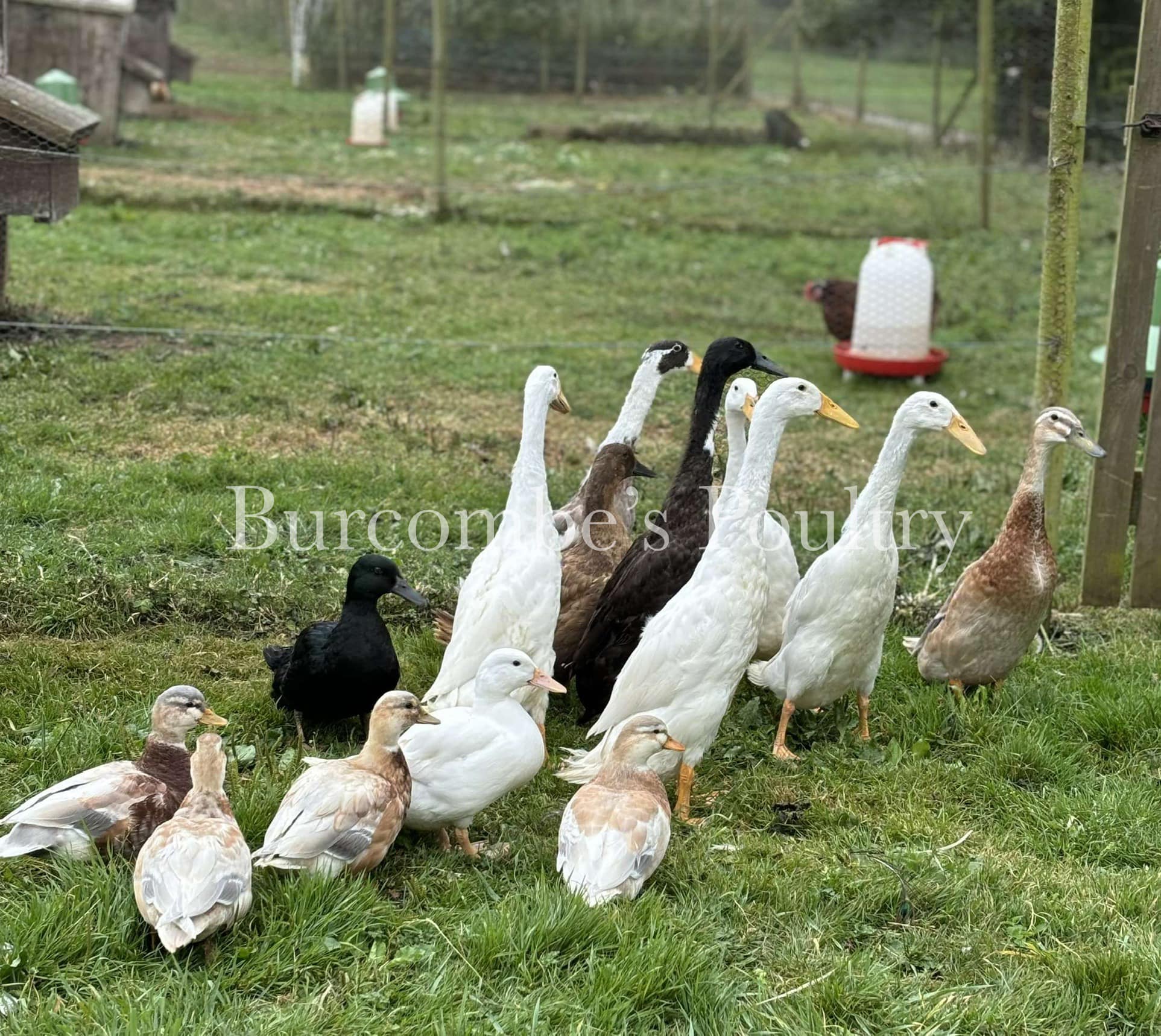 Burcombe's Poultry | Chickens, Ducks & Exotic Birds for Sale